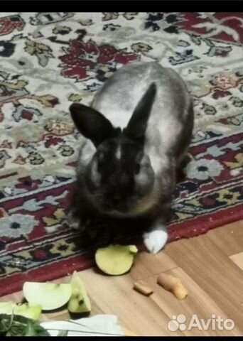 Кролик в добрые руки