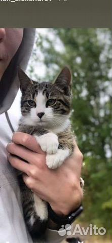 Кот