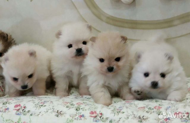 Шикарные щенки шпиц померанский мишки