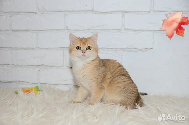 Очаровашка BRI ny11