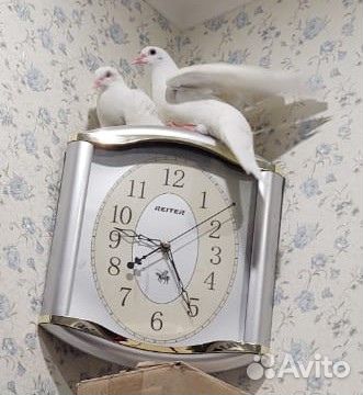 Домашние голуби