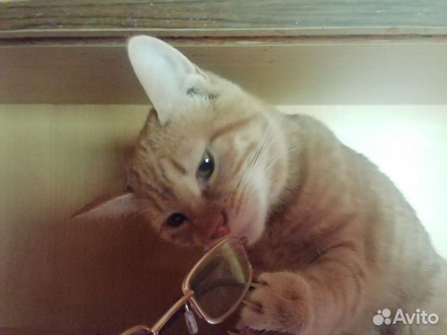 Котята рысята курильские бобтейлы