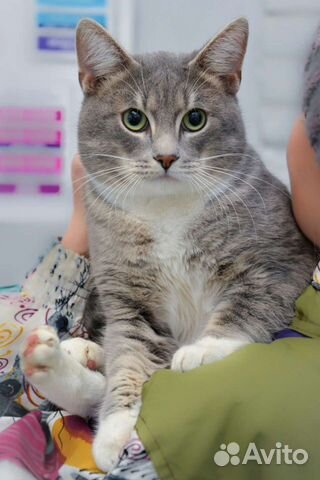 Молодой котик ищет семью