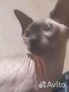 Продам кошу