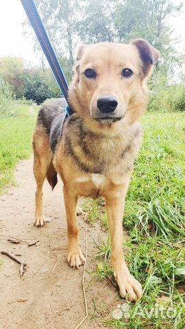 Спасите крошку Керри тз приюта