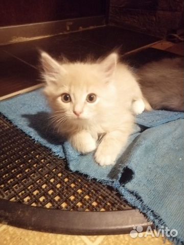 Котята в добрые руки бесплатно