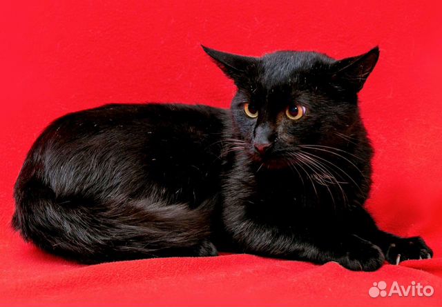 Котик-Тракторенок тртр