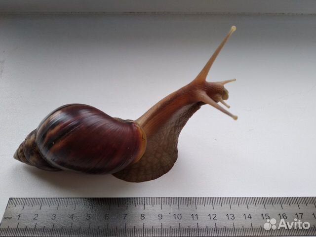 Улитка ахатина. Отдам