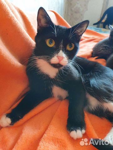 Кошечка Кэт в поисках семьи