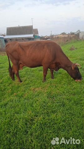 Продам корову, красно степная