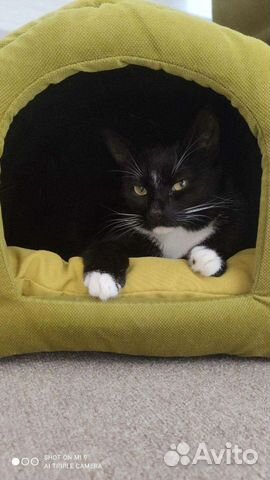 Кот Виталик ищет свой дом