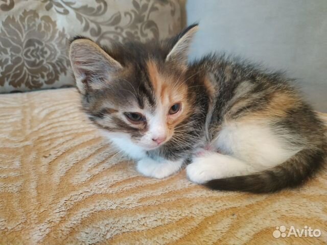 Котенок девочка бесплатно