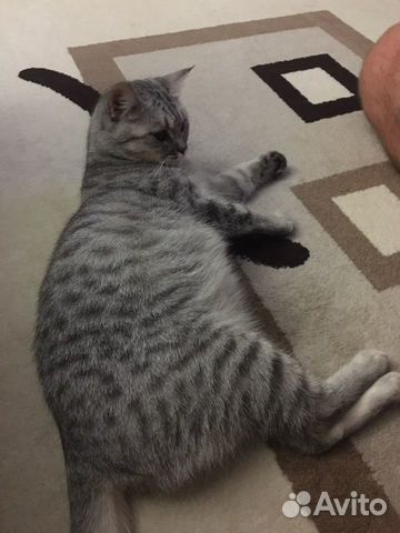 Шотландские котята
