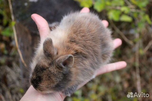 Крольчата с ладонь