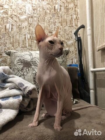 Канадский сфинкс в добрые руки