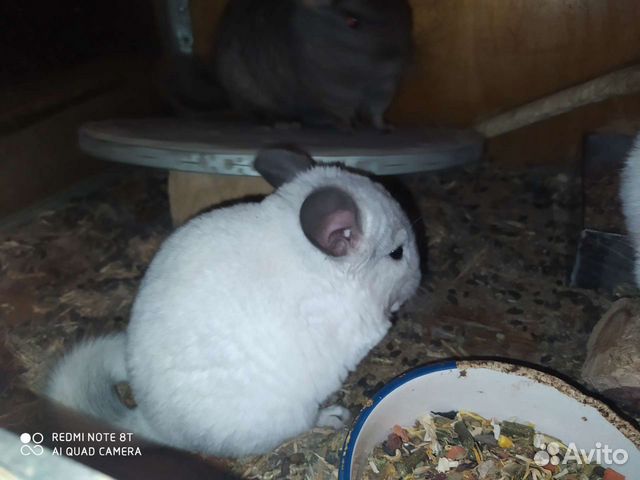Шиншилленок белый Вильсон