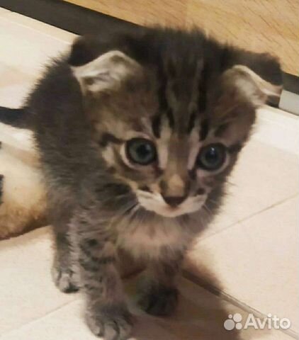 Котятки-девчонки ищут домик