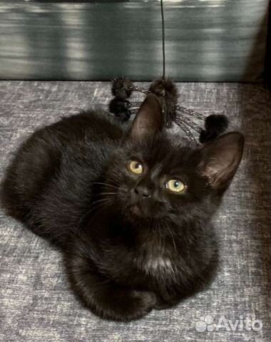 Кошки бесплатно