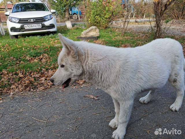 Сибирский хаски (белый)
