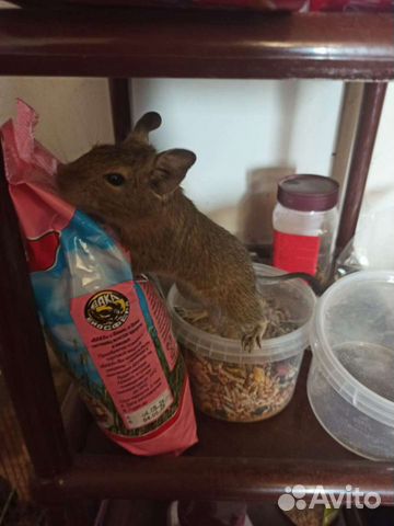 Белочки дегу