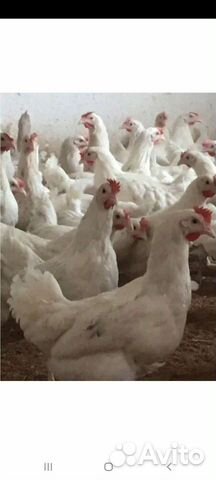 Молодки несушки Коралл