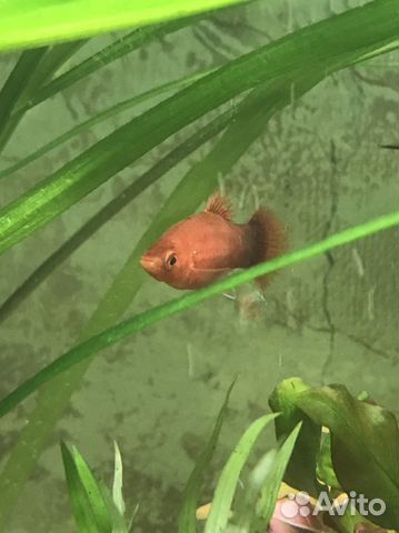 Самец пецилии