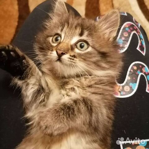 Котенок дев.2мес