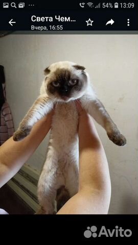 Британочка