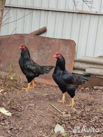 Продам молодога петуха
