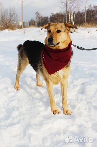 Собака из приюта ищет дом