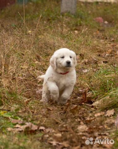Золотистый ретривер