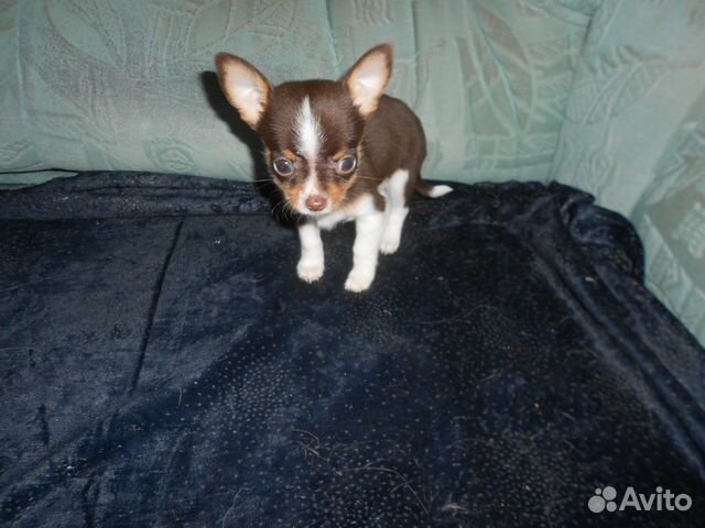 Предлагаю щенков чихуахуа