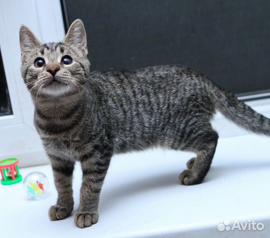 Котёнок полосатый