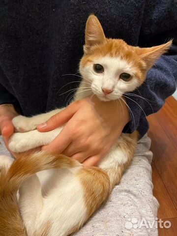 Кошка в дар