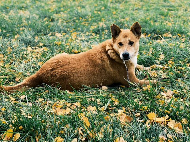 Спаси чудесного пса из клетки приюта