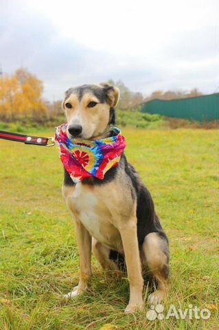 Забери собаку из приюта