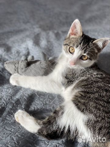 Котенок бесплатно