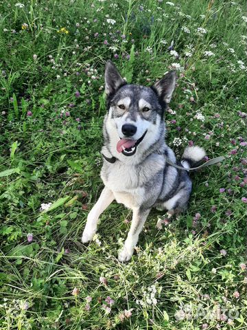 Щенки западно-сибирской лайки