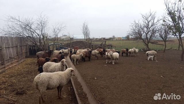 Корова тёлки и котные овцы