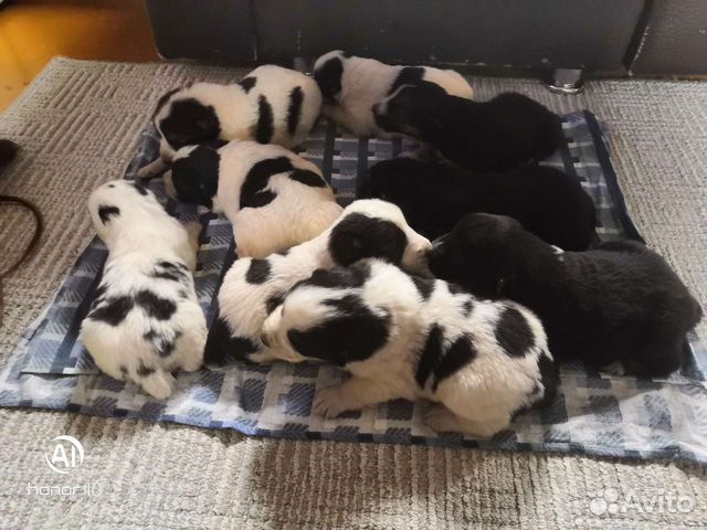 Алабайчики-метисы