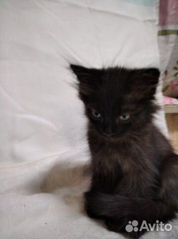 Котята 2.5 месяца
