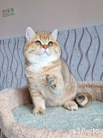 Золотой котик