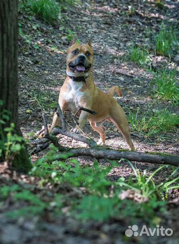 Кобель для вязки. аст