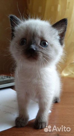 Сиамский котенок