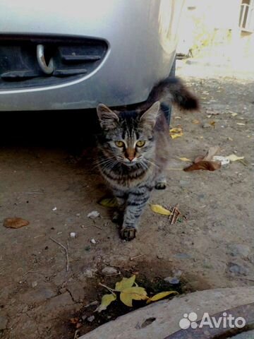 Котёнок