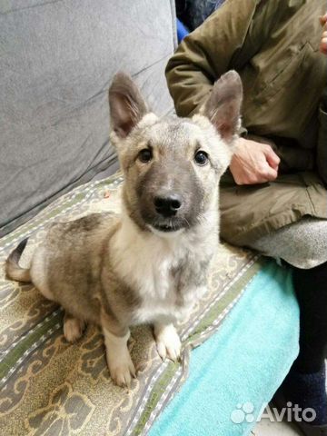 Очаровательный Вольф