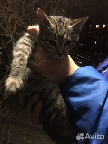 Котенок дворовой