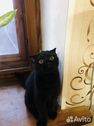 Кошка Британка