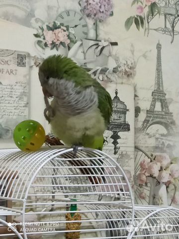 Кватер-монарх попугай