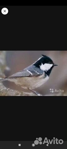 Синица московка